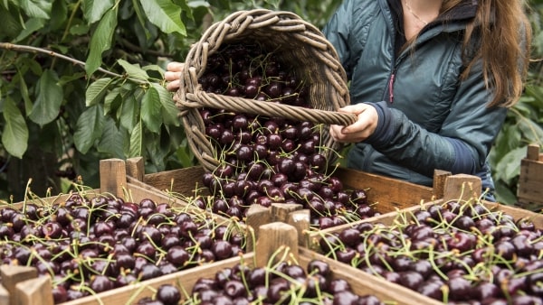 Sommersyssel: Det er nu du skal sylte kirsebær til jul | ugeavisen.dk