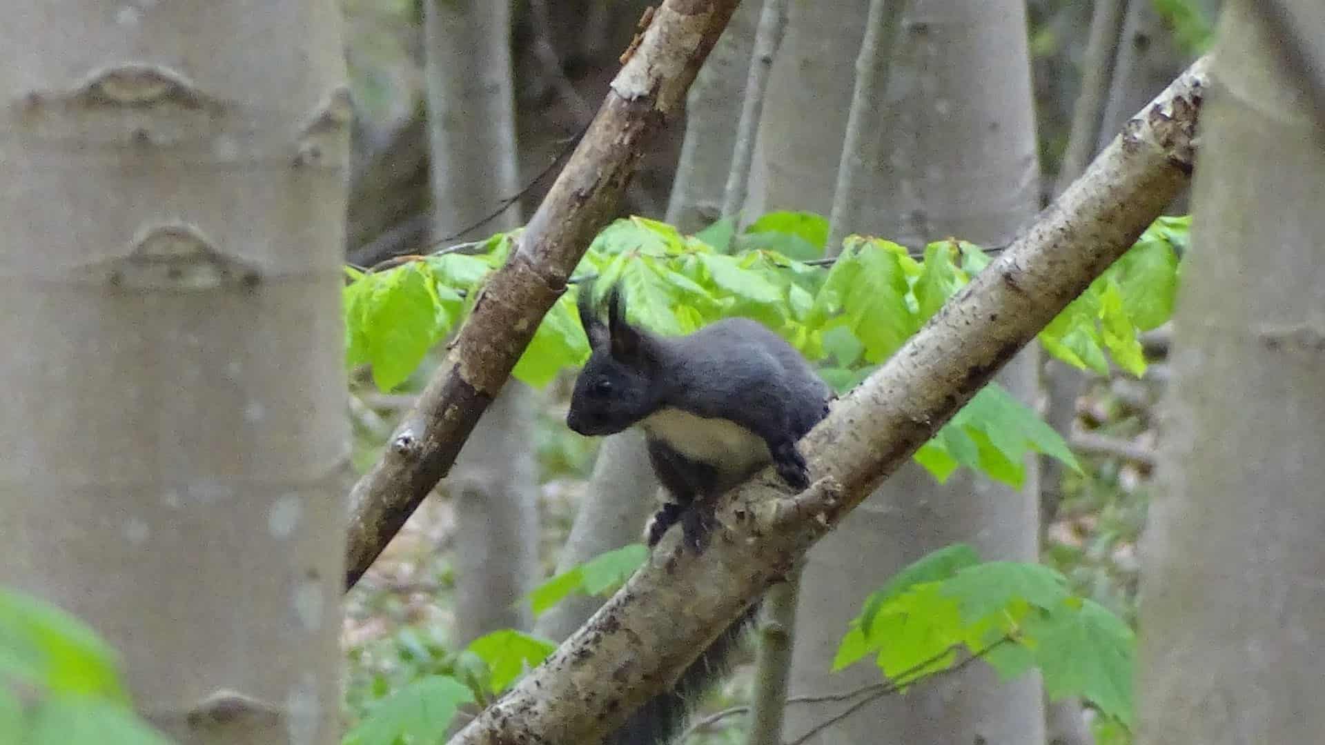 Naturoplevelser: Sjældent sort egern lever på Nordlangeland | ugeavisen.dk