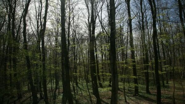 Til sommer kan du graves ned i skoven | stiften.dk