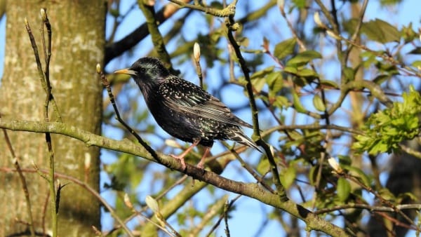 Tag med på Fuglenes Dag | ugeavisen.dk