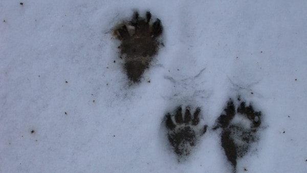 Naturen netop nu: Se alle dyresporene | ugeavisen.dk