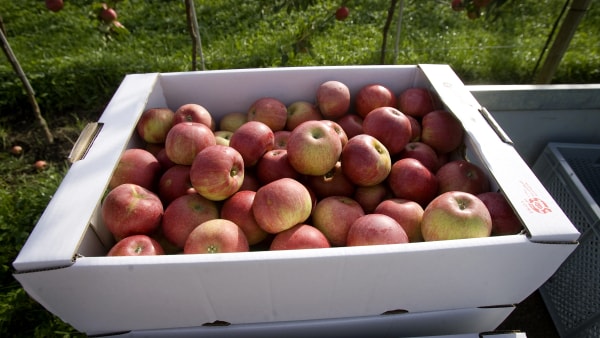 Produktchef i Gasa Nord Grønt: - Vi skal kæmpe for det danske æble | faa.dk