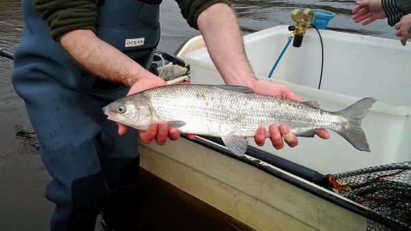 Efter 150 mio. kroner - sjælden dansk fisk i fremgang for første gang i ...