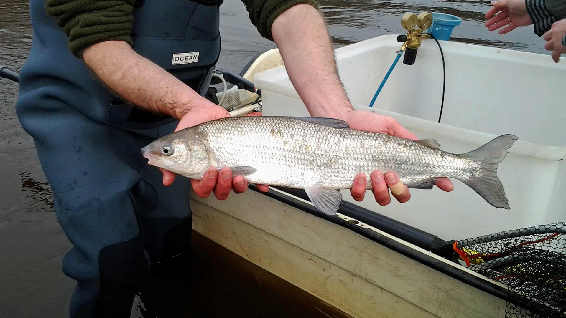 Efter 150 mio. kroner - sjælden dansk fisk i fremgang for første gang i ...