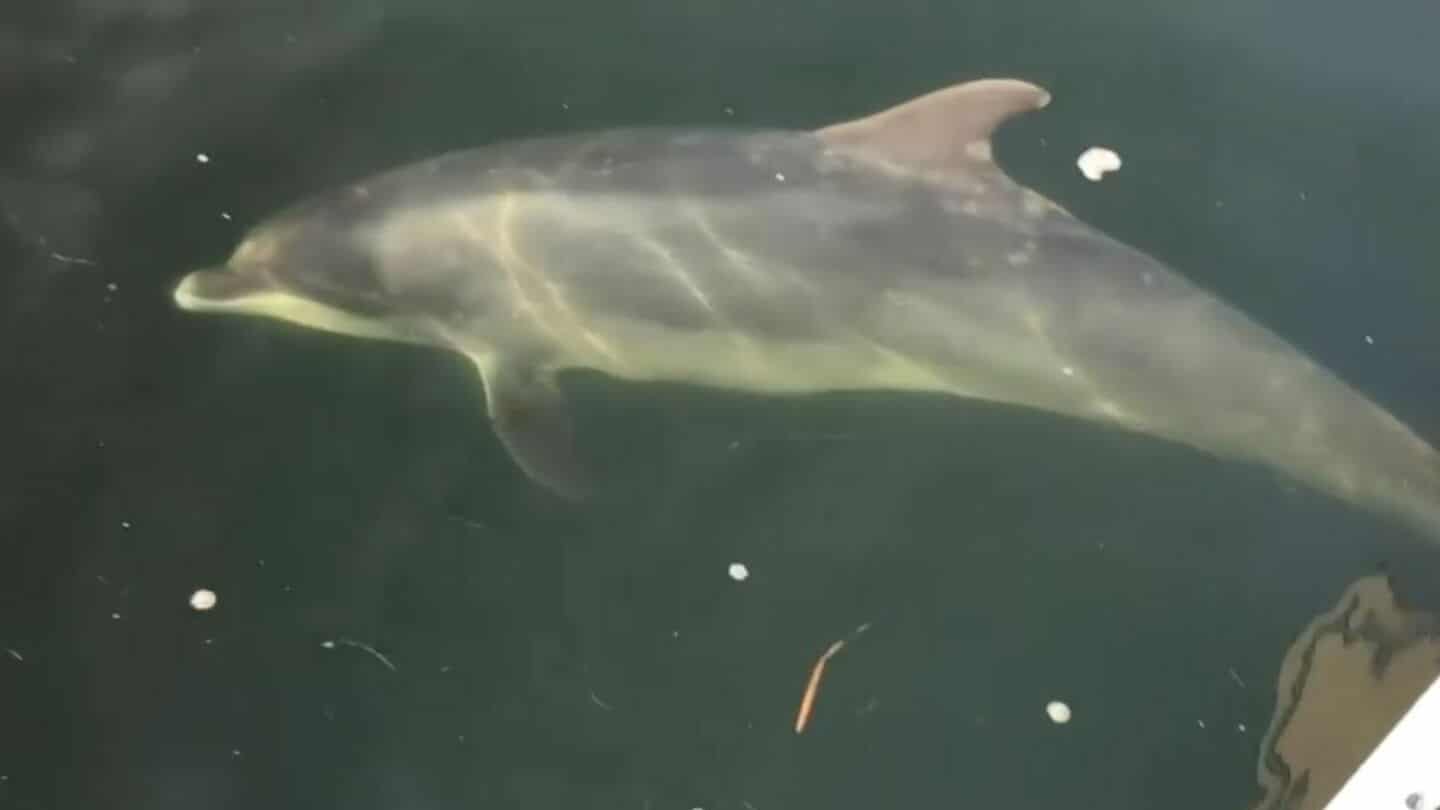 Har taget mindst 100 kilo på: Delfinen Delle vil hellere æde end jagte ...