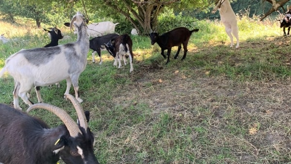 Skamlingsbankens får og geder lukkes på græs igen | jv.dk