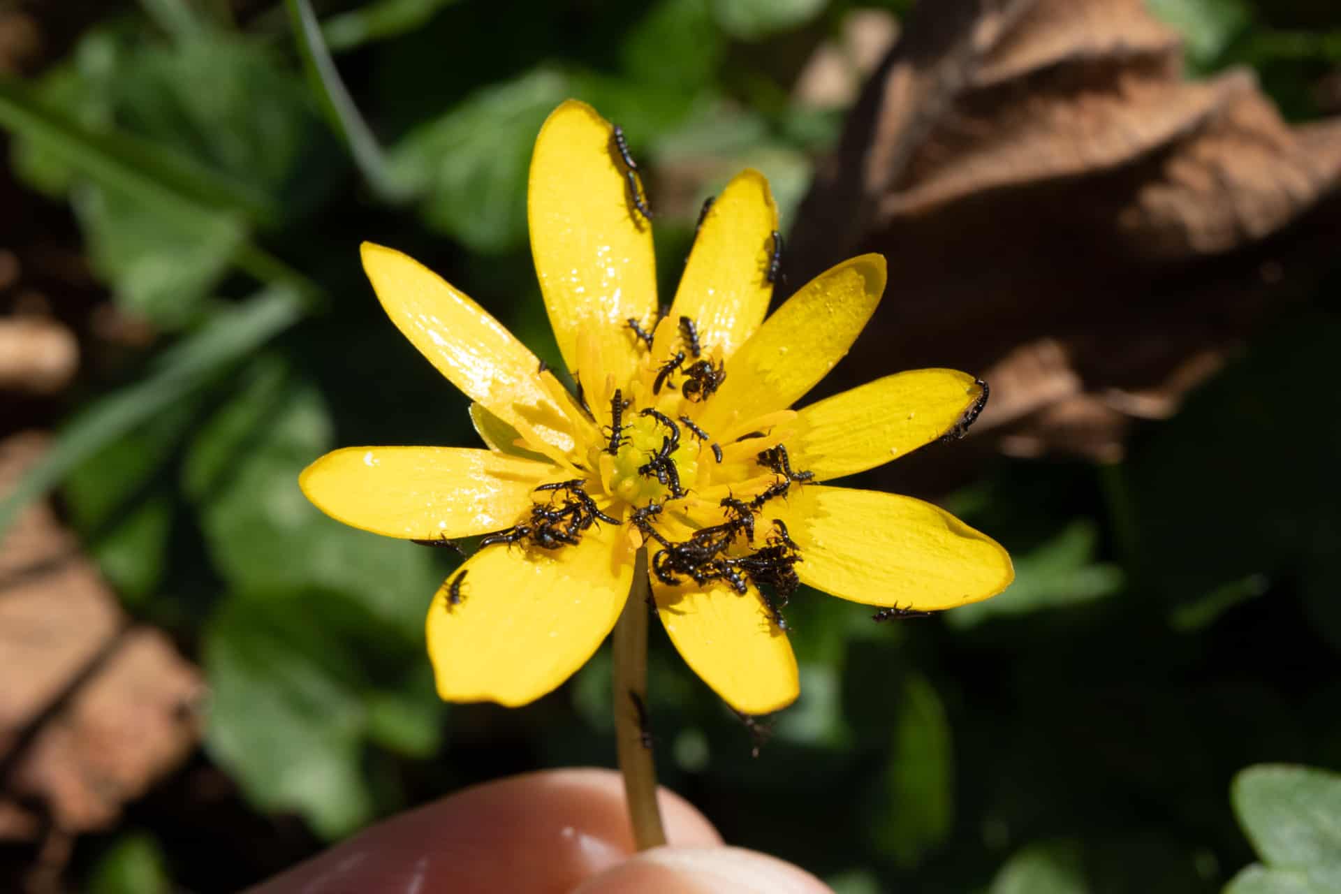 Den flittige humlebi | ugeavisen.dk