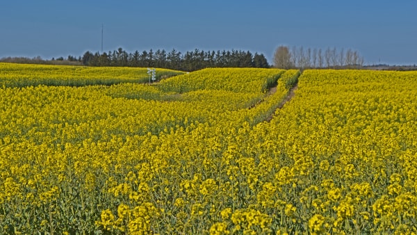 Bølgende gule marker | ugeavisen.dk