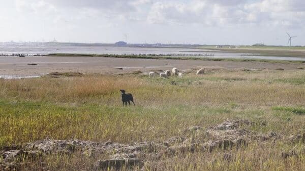 Friluftsprojekt ved Sneum Sluse | ugeavisen.dk
