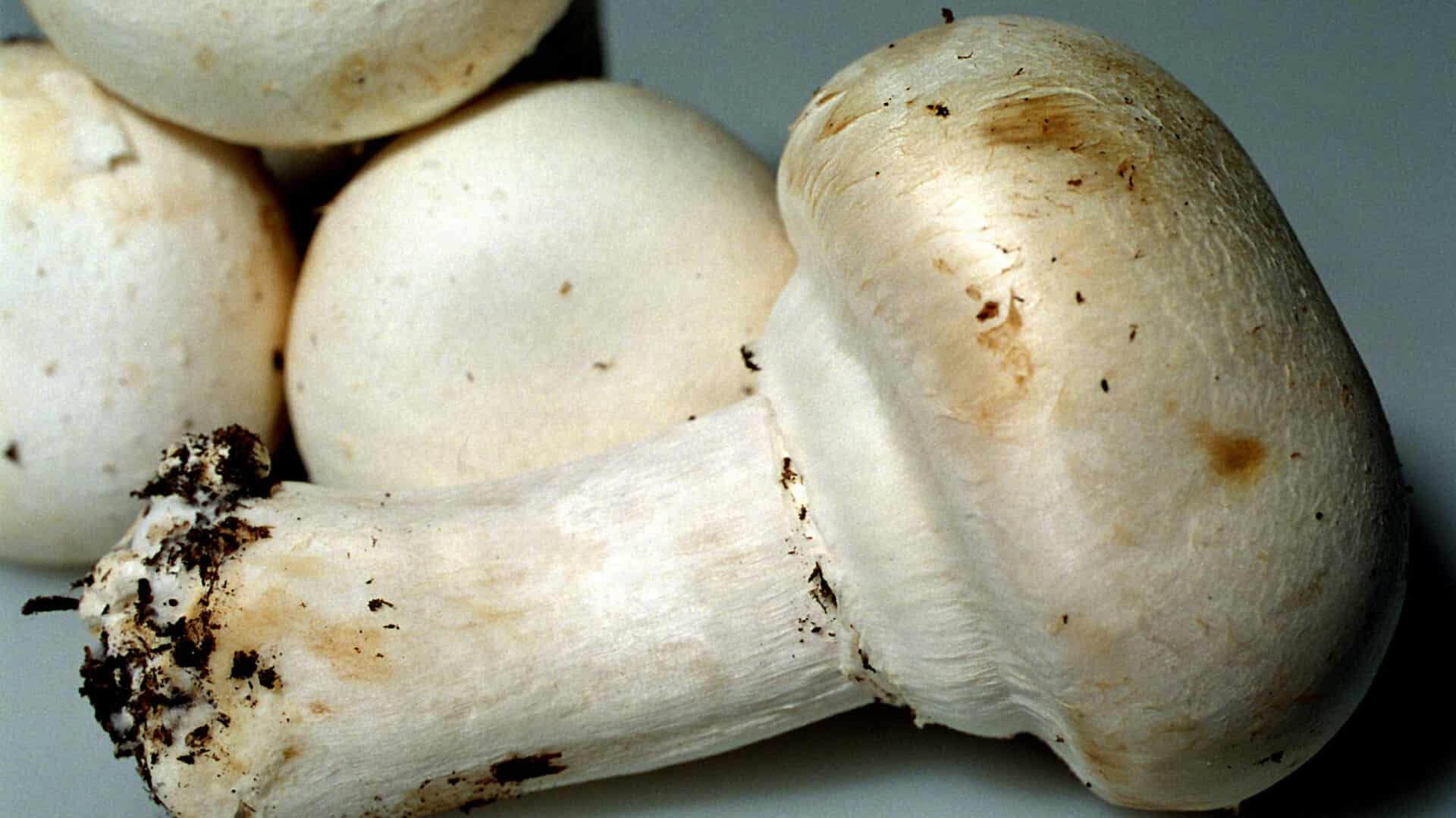 Skiveskårne champignoner tilbagekaldes efter fund af listeria | jv.dk