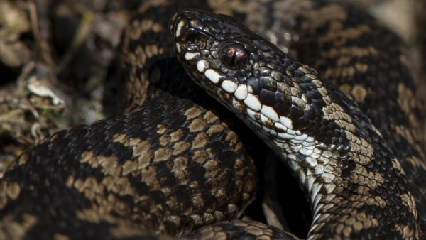 Ind i naturen: Hugormen - den danske giftslange | ugeavisen.dk