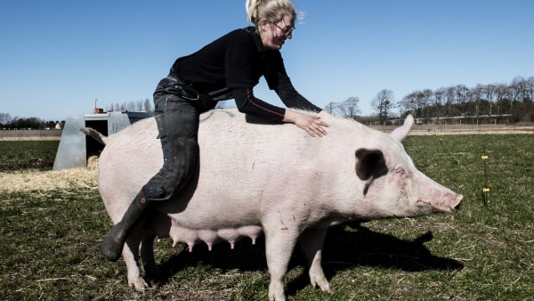 Se Danmark: Robuste norske svin på friland | fyens.dk