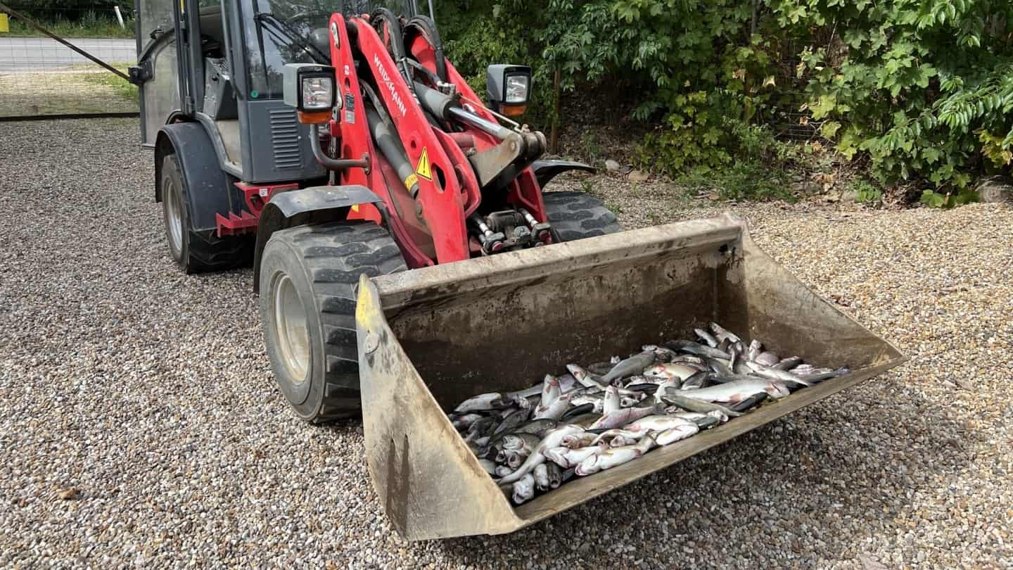 Grib fiskestangen NU: 70.000 regnbueørreder på 3 til 4 kilo er sluppet ...