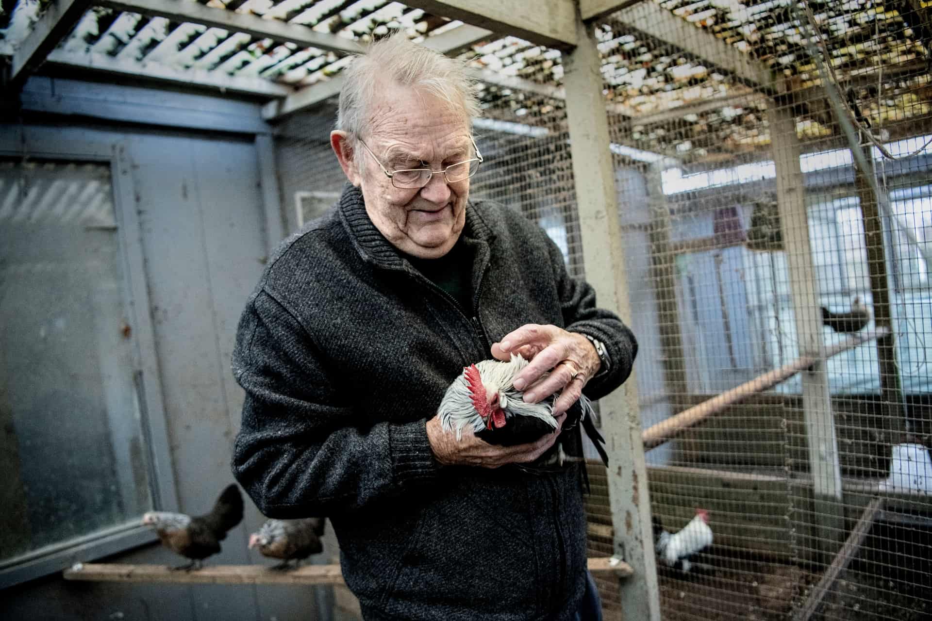 Alex er den sidste avler i fjerkrækolonien: Jeg elsker mine høns, men ...
