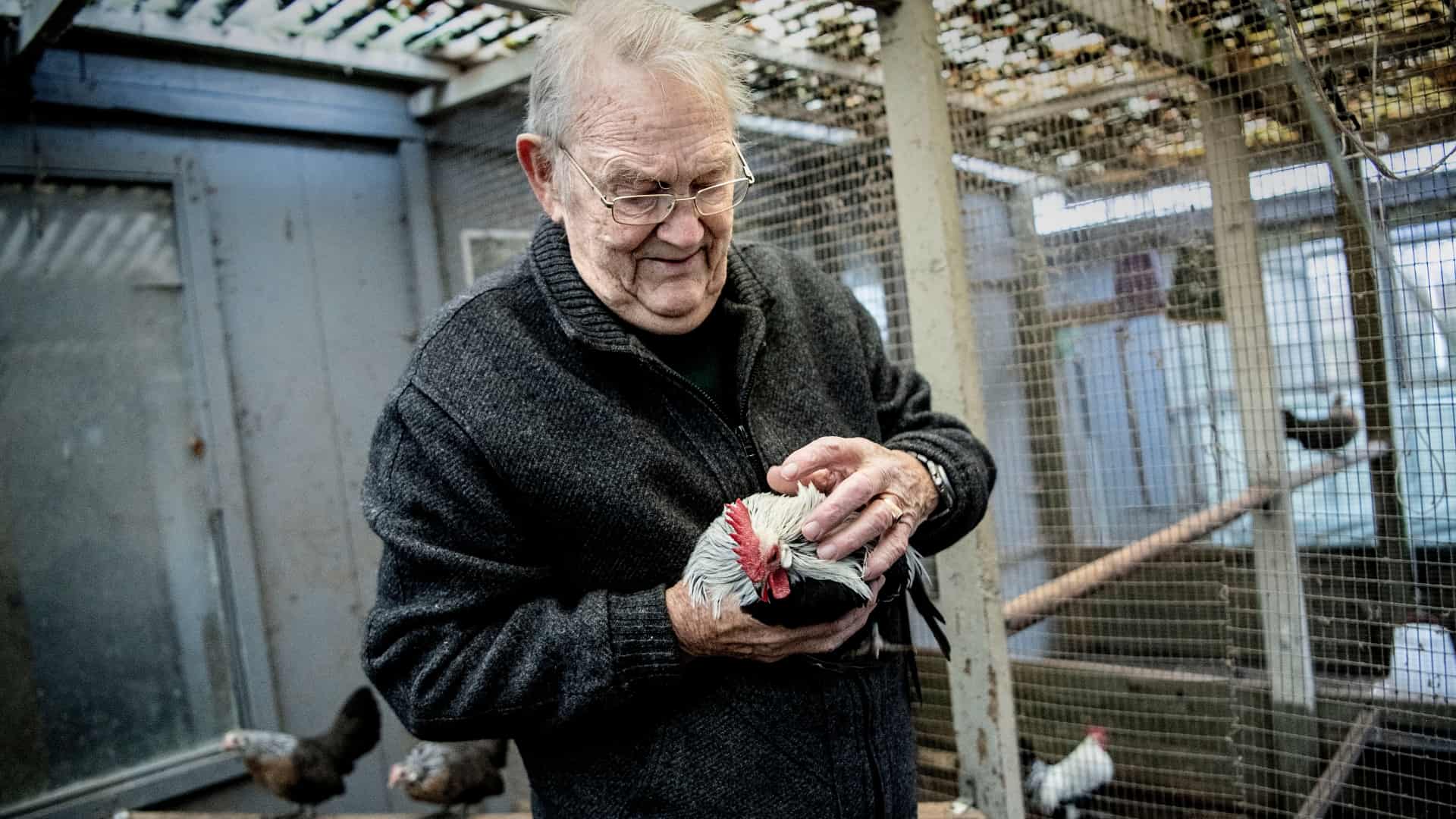 Alex er den sidste avler i fjerkrækolonien: Jeg elsker mine høns, men ...