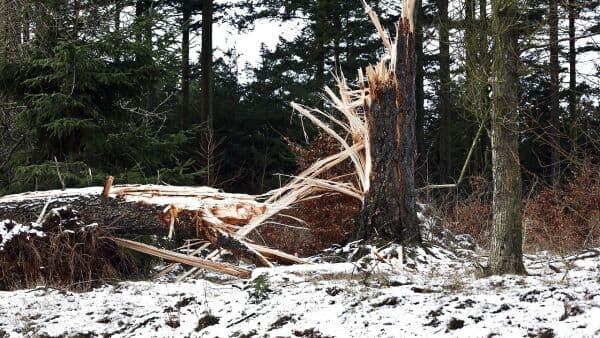GALLERI: Skadedyret 'Bodil Storm' ... | viborg-folkeblad.dk