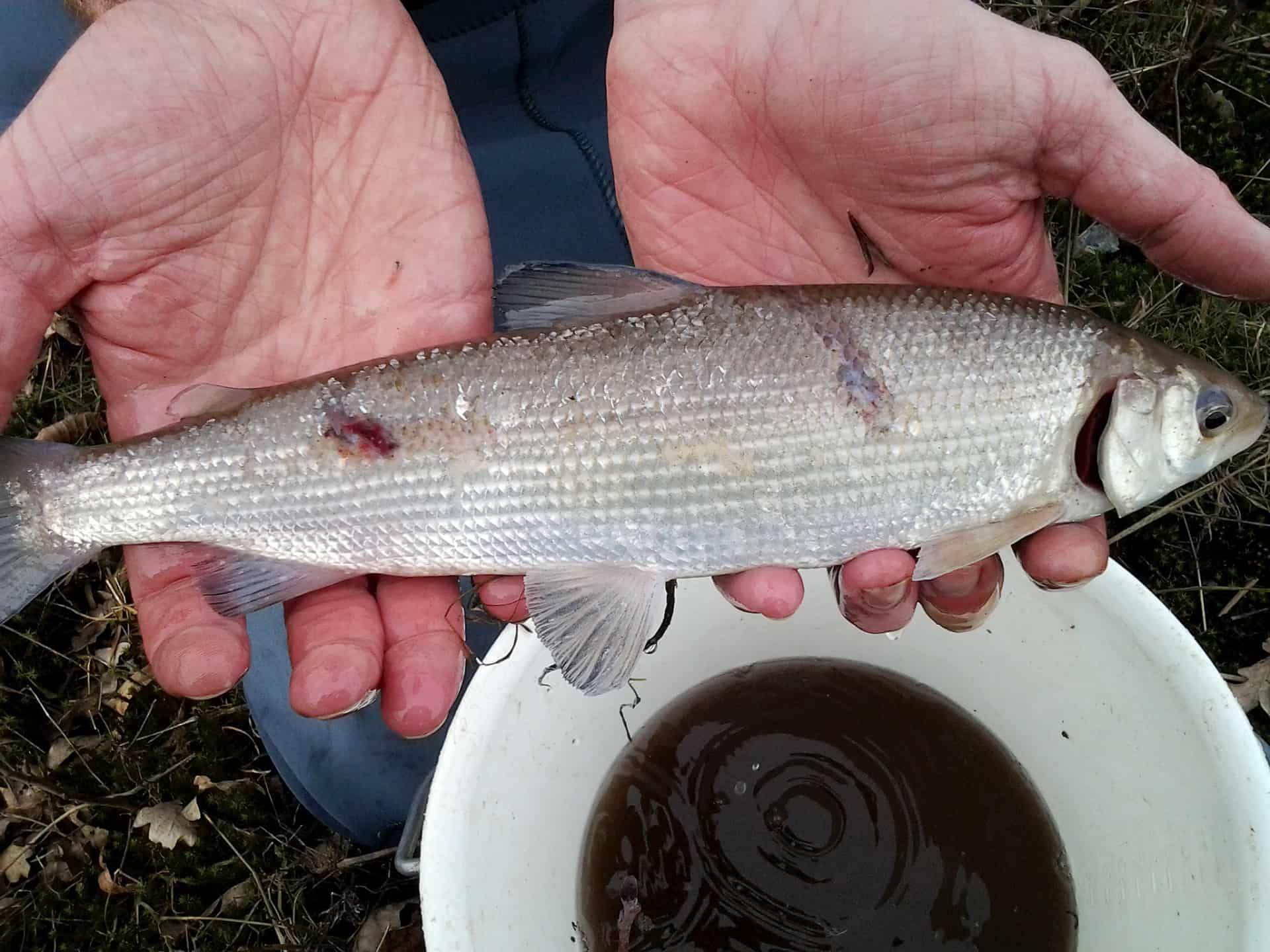 Efter 150 mio. kroner - sjælden dansk fisk i fremgang for første gang i ...