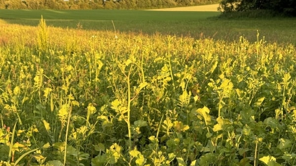 Værsgo: Landmand har fyldt sin mark med blomster - og du må gerne tage ...