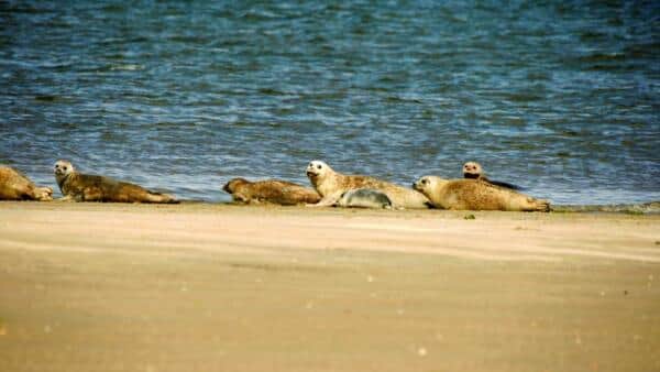 Sæler på Rømø | ugeavisen.dk
