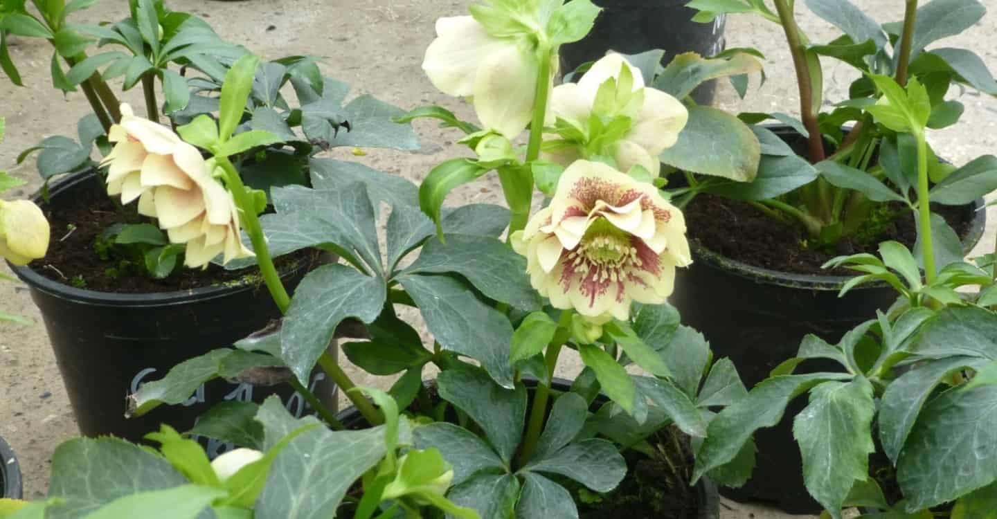 Dyre løg og smukke juleroser | ugeavisen.dk