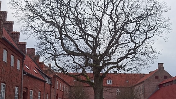 - Jeg er besat af træer: Carsten har fundet og registreret 800 træer ...