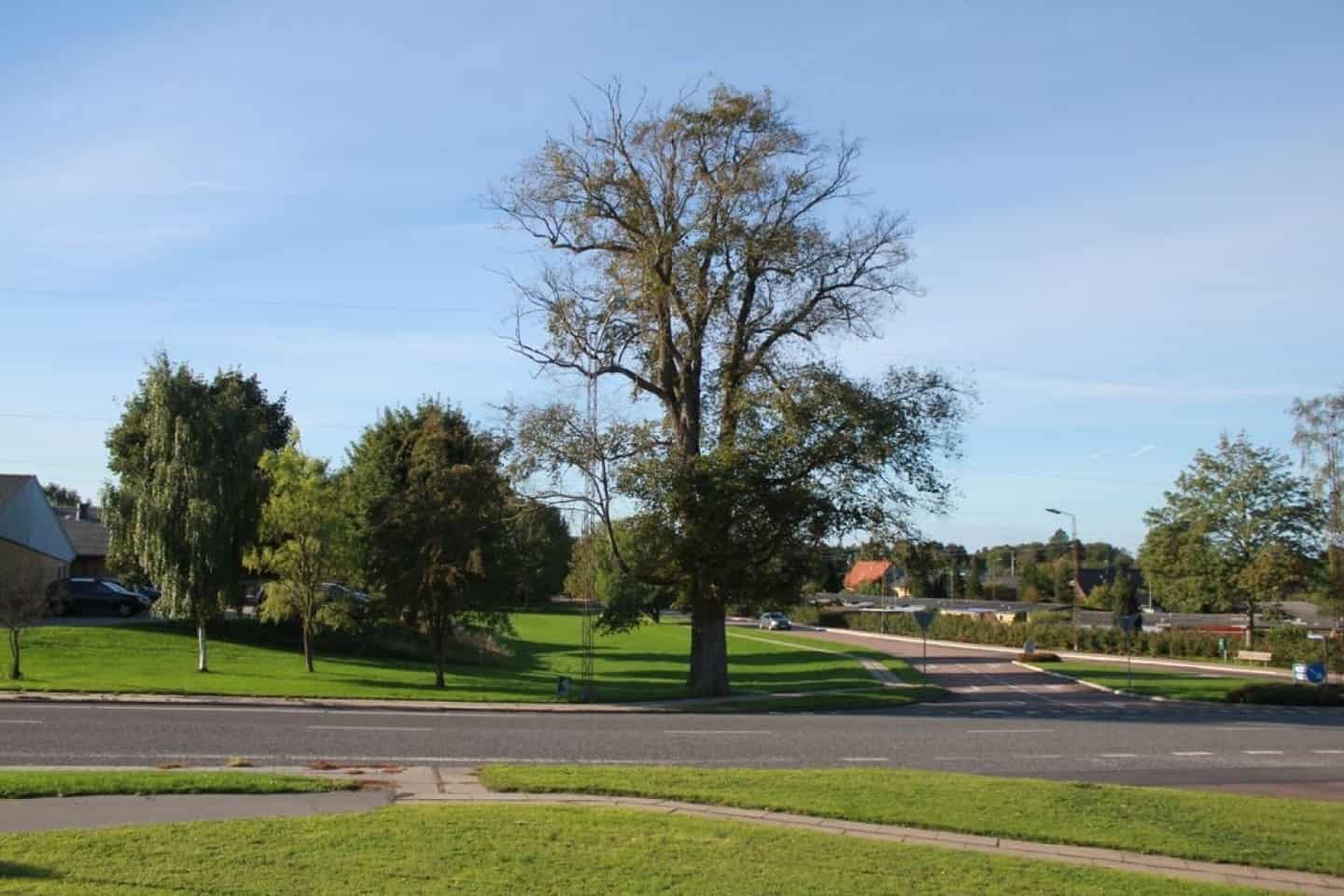 Historisk træ i Assens vækker opsigt: Det sidste elmetræ på Odensevej hedder nu Yggdrasil ...