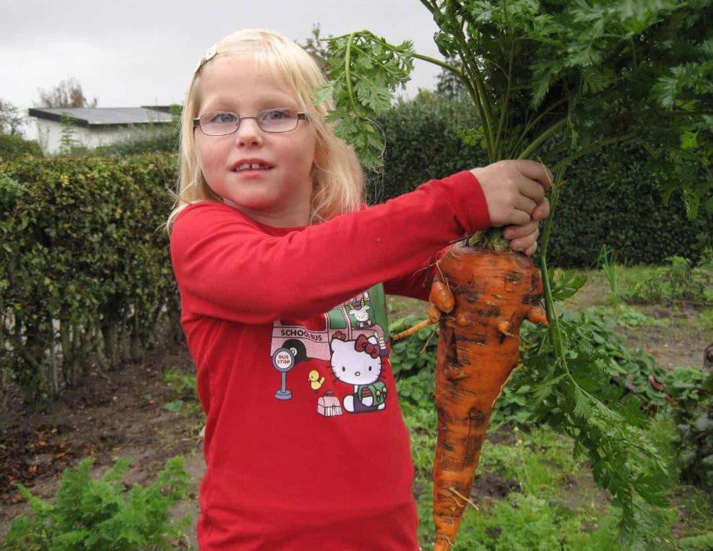 Sikken en gulerod Anne har dyrket i sin have | stiften.dk
