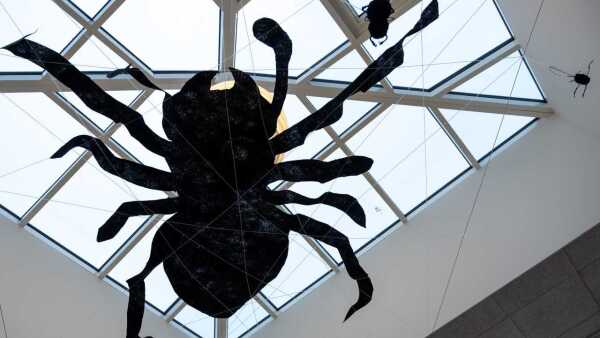 Masser af edderkopper i ny udstilling | ugeavisen.dk
