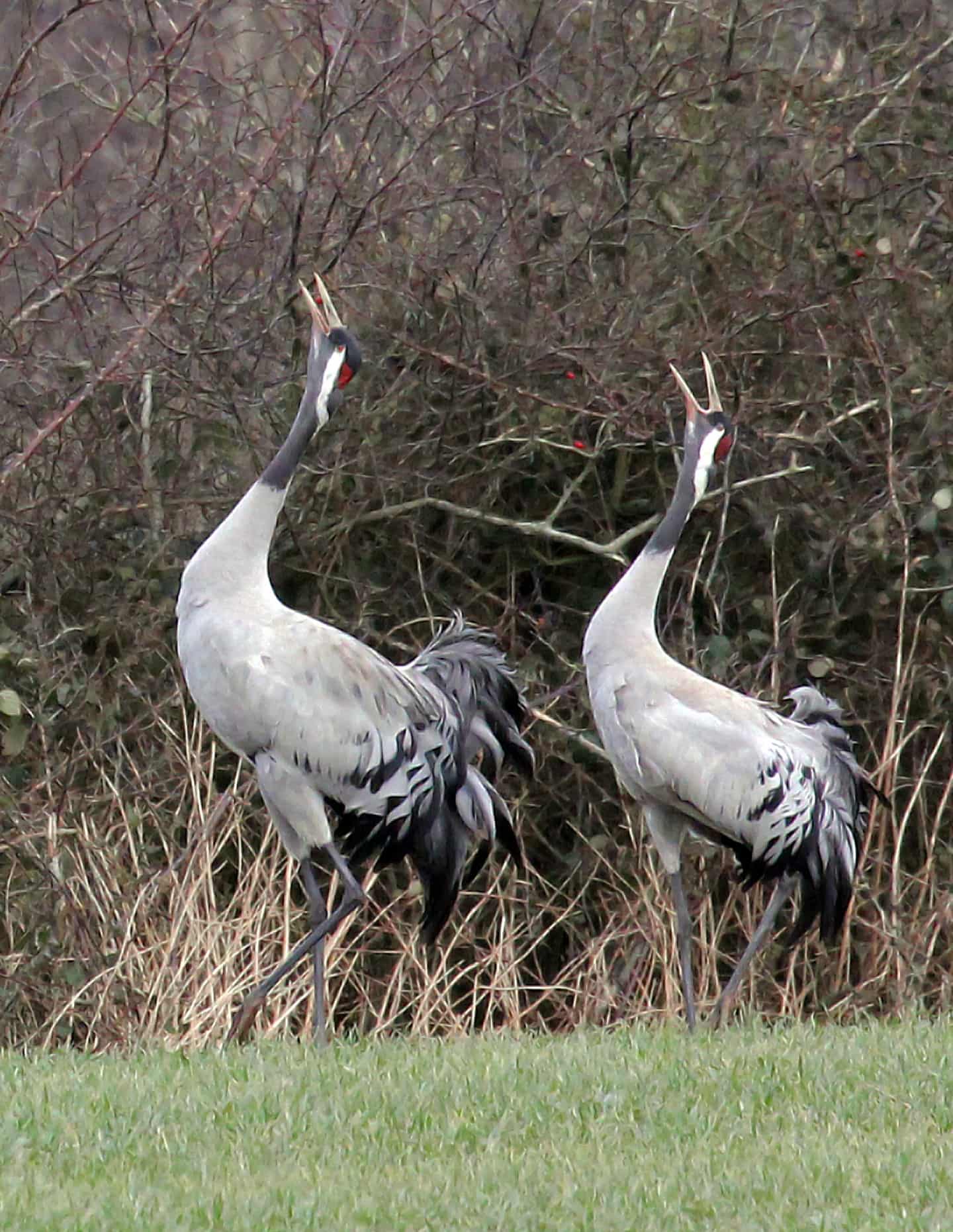 Naturoplevelser: Traner i Tranekær | ugeavisen.dk