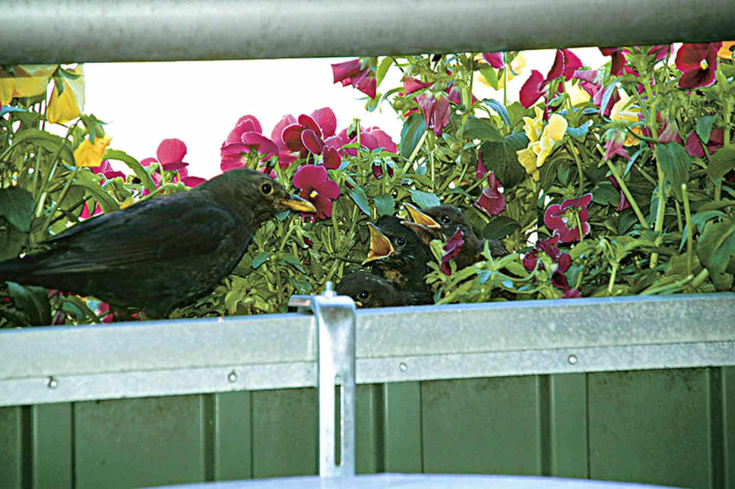 Solsorten – den vi alle kender | ugeavisen.dk