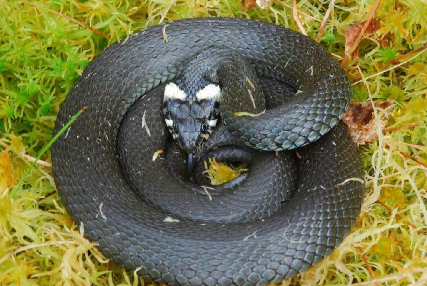 Naturvandring med slanger og krybdyr | ugeavisen.dk