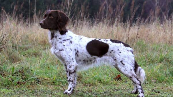 Kulturhuset Pavillionen bliver fyldt med jagthunde | ugeavisen.dk