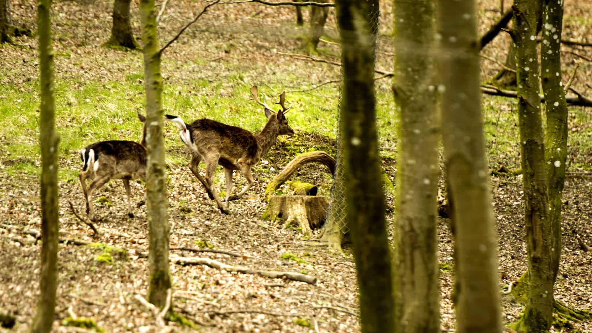 Naturstyrelsen Sønderjylland afholder "brunsttur" i Haderslev Dyrehave ...