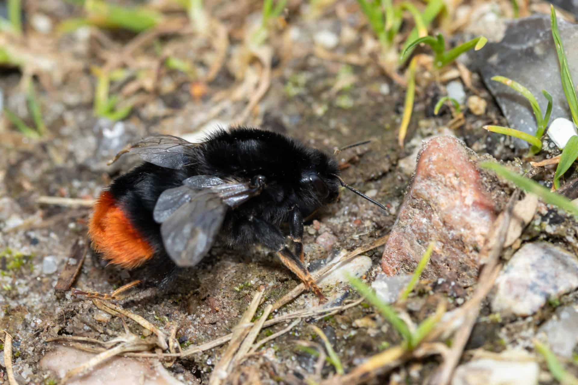 Den flittige humlebi | ugeavisen.dk