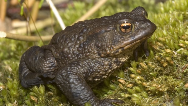 Skoletoiletter fyldt med tudser | jv.dk