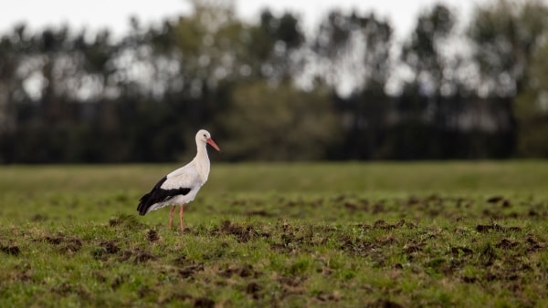 Stork spottet på mark: Folk stoppede op på vejen for at tage billeder ...