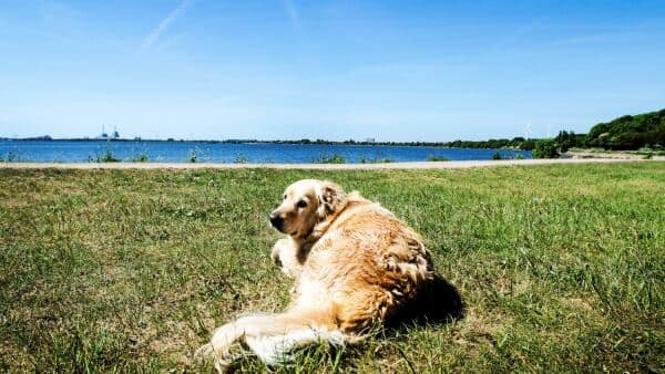 Nu ser det ud til, at Valbyparken får en strand | ugeavisen.dk
