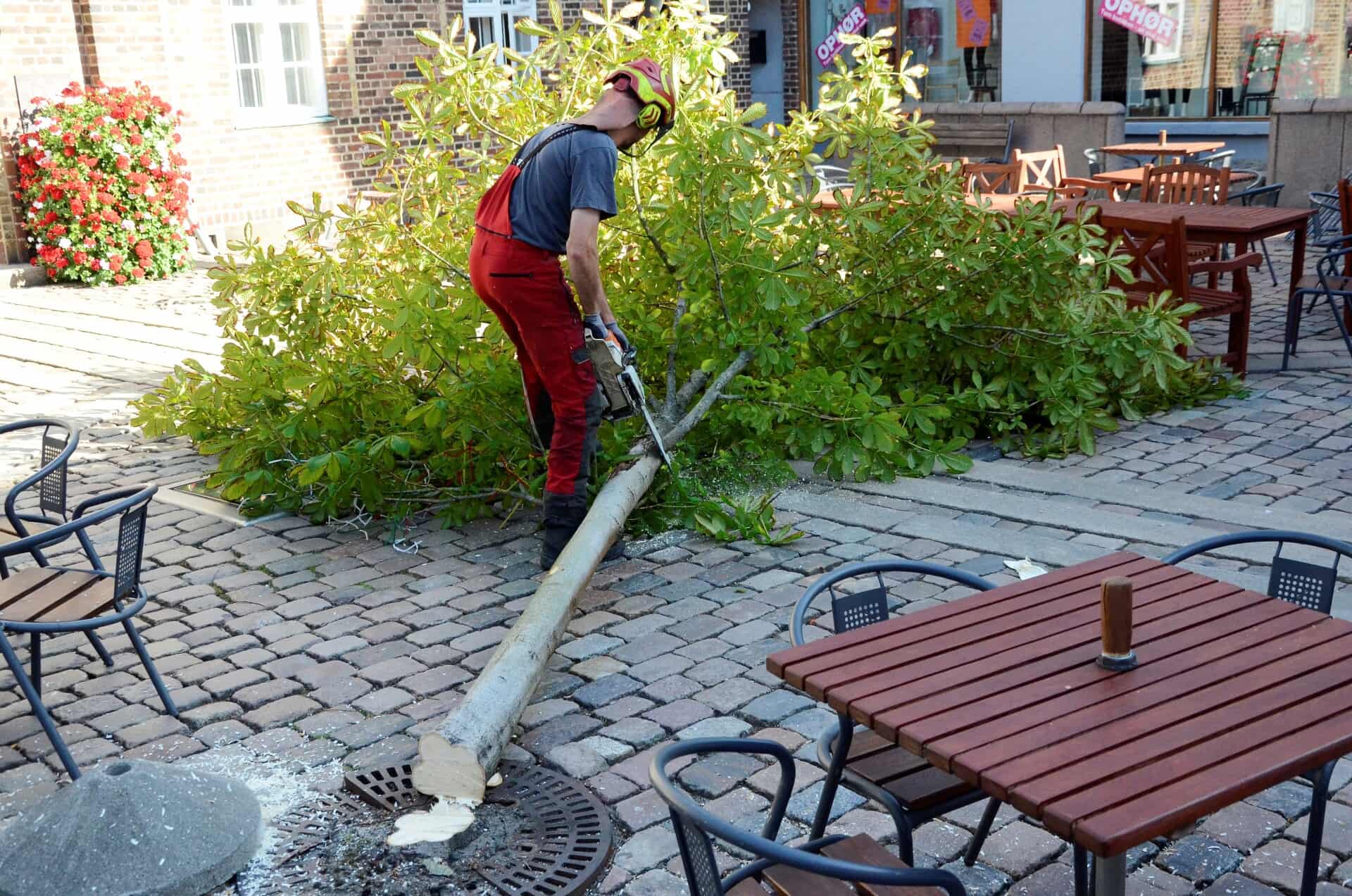 Timber! Træ ved siden af Maren måtte lade livet | ugeavisen.dk