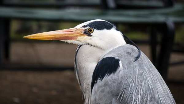 Danmarks farligste fugl hærger ved shoppingcenter: Den kan spidde et ...