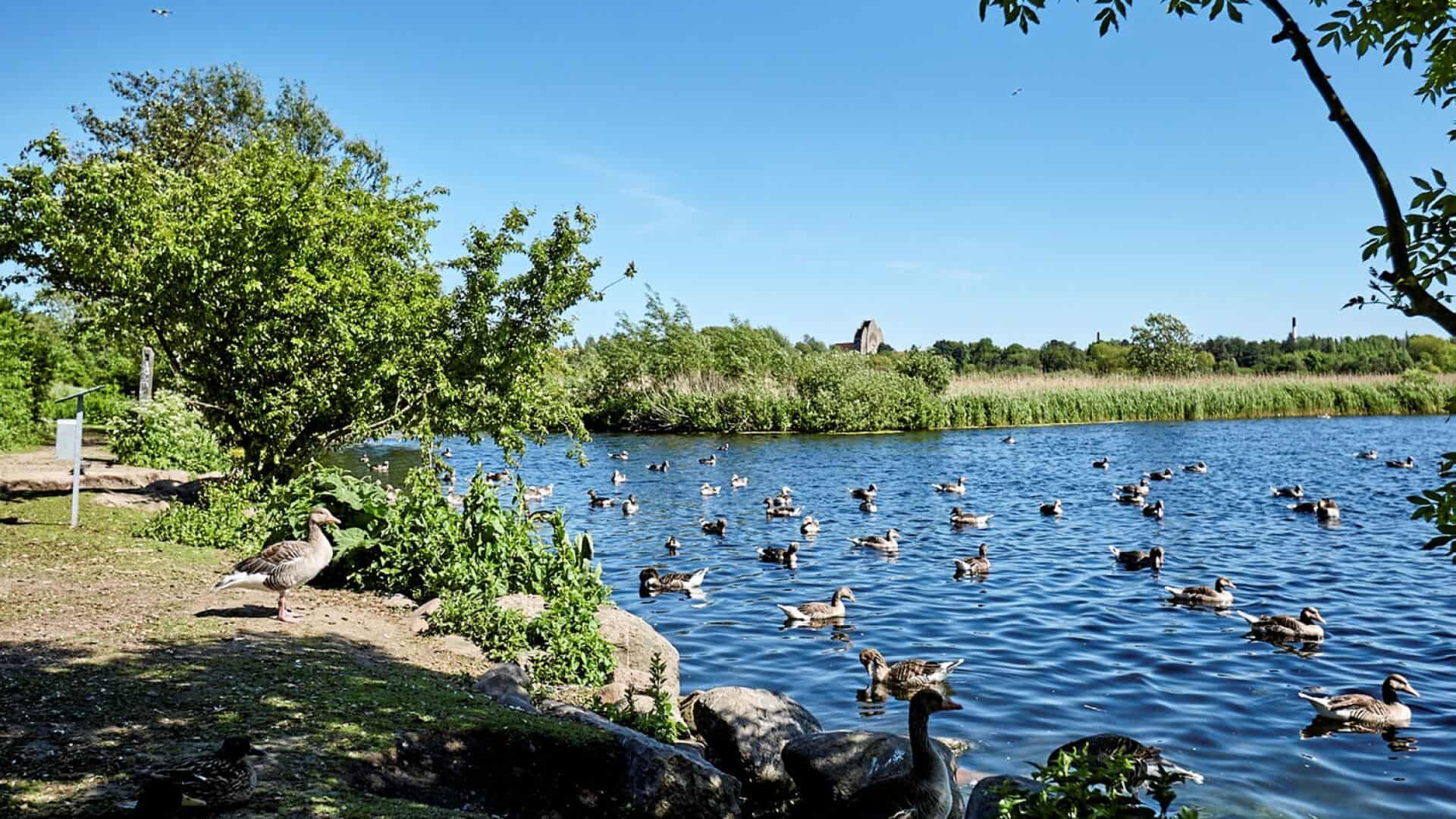 Løb for livet i Utterslev Mose | ugeavisen.dk