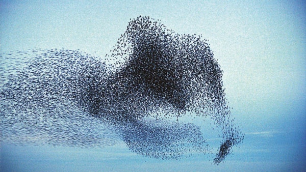 Sådan flyver fuglene | ugeavisen.dk