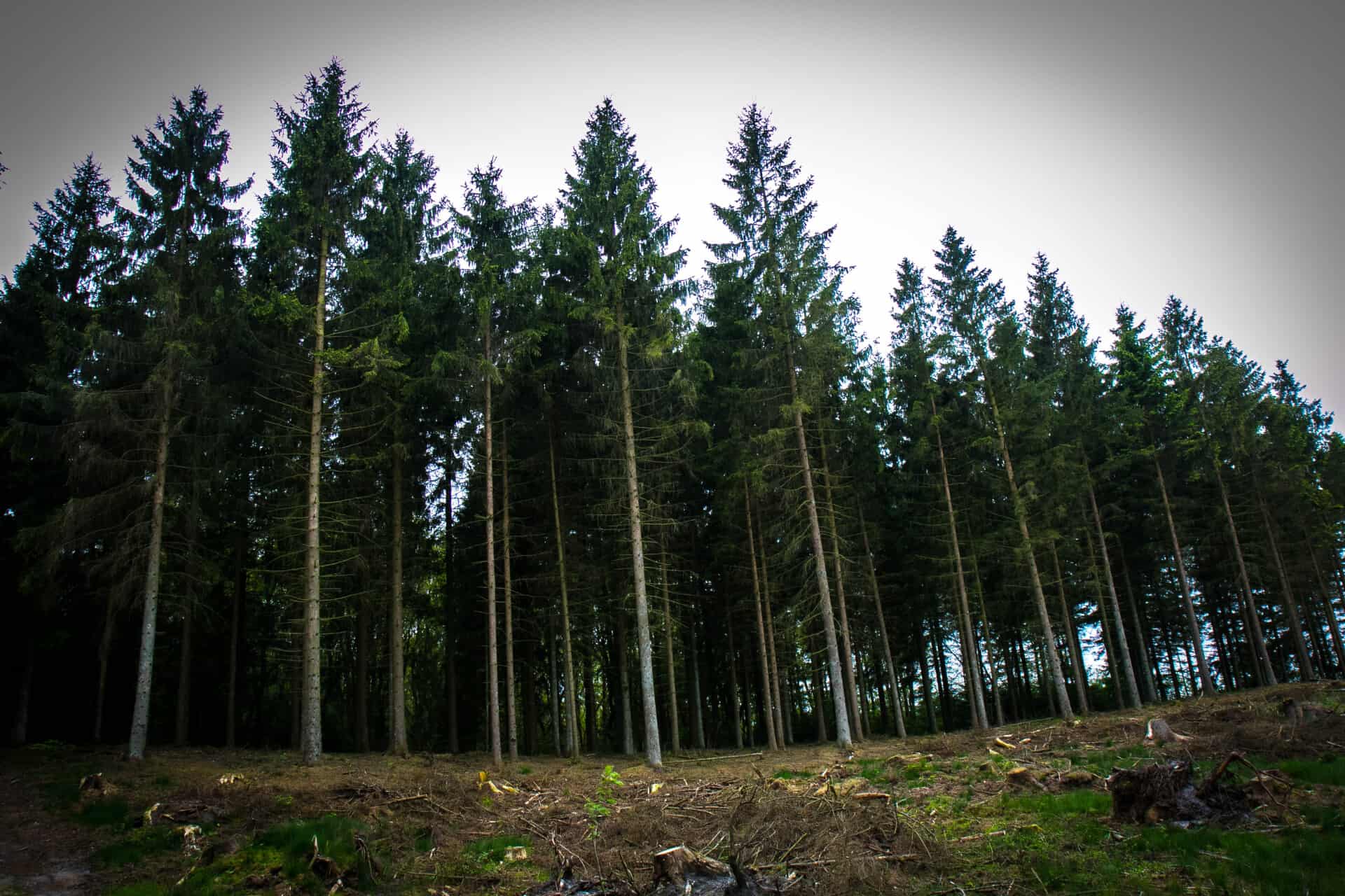 Så kom det gode gamle grantræ på museum | ugeavisen.dk