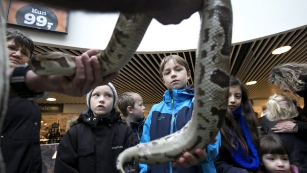Stor interesse for at se på slanger | ugeavisen.dk