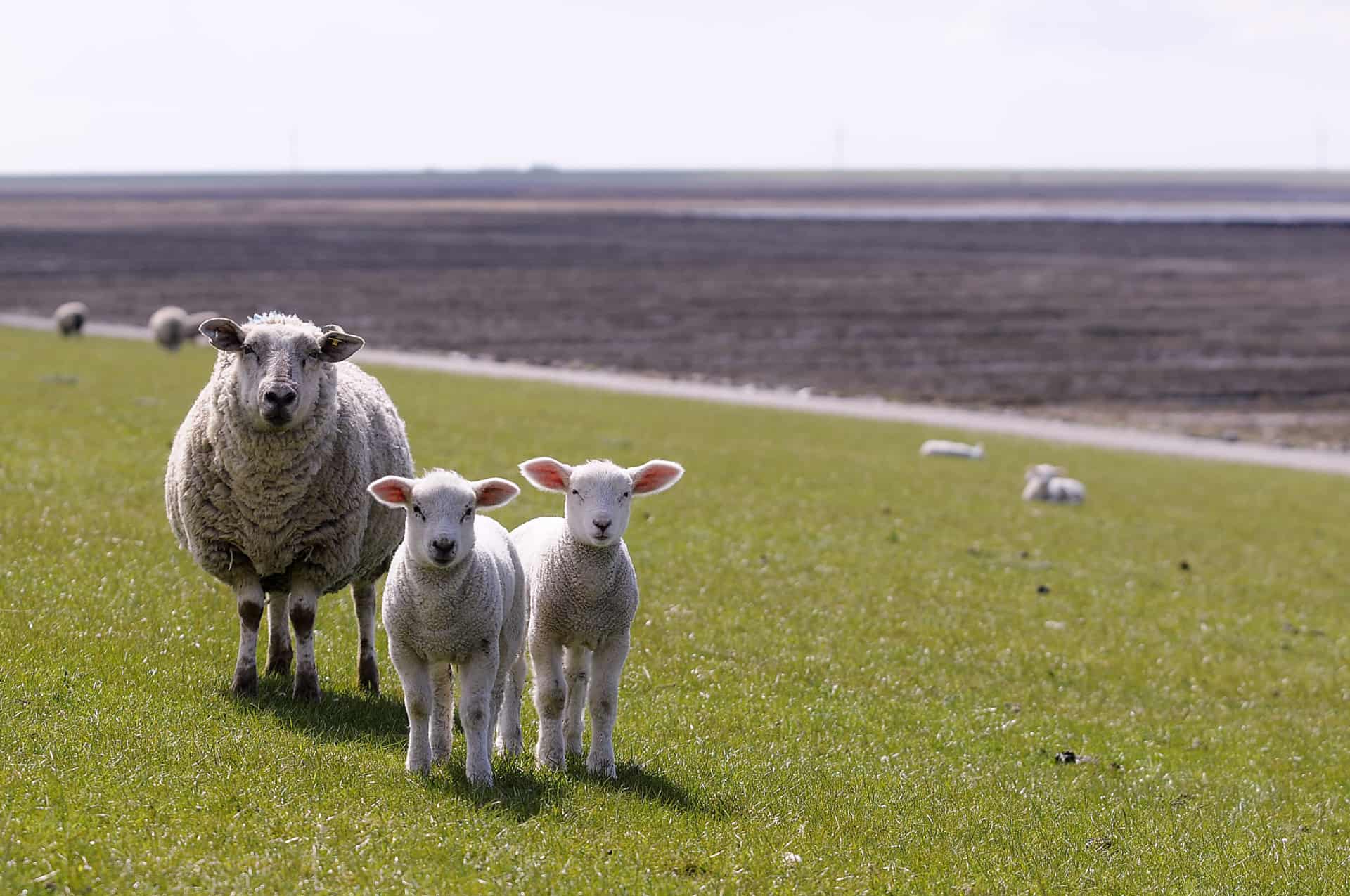 Græsrødderne skal styrke Rømødæmningen | jv.dk