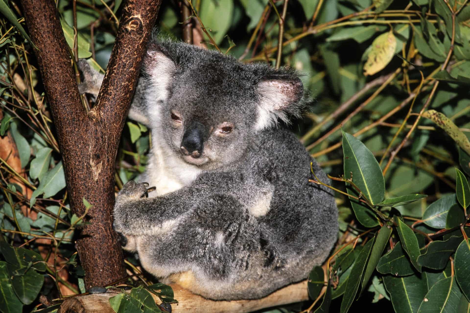 Australien kalder nu koalaen for en truet dyreart | avisendanmark.dk