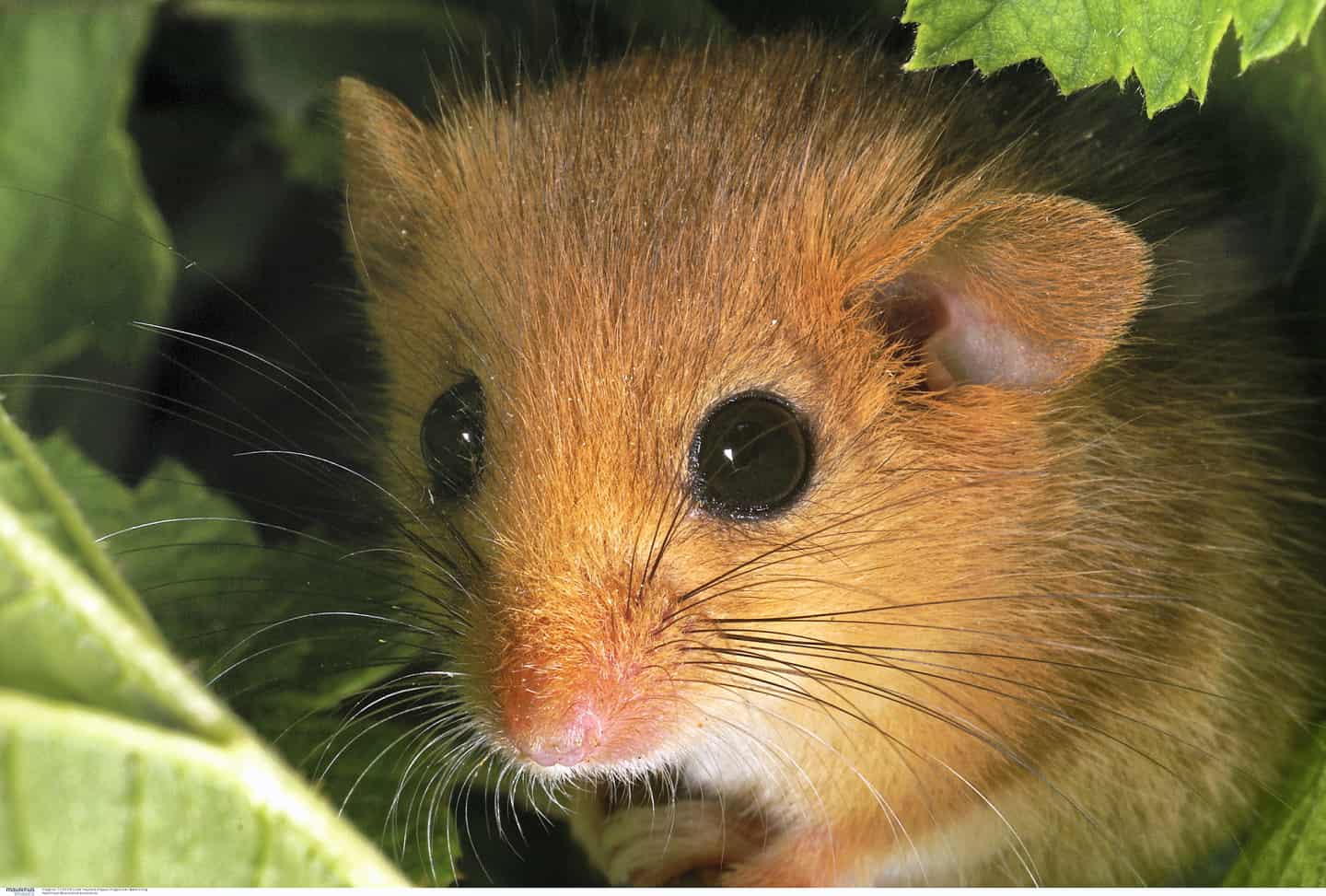 Danmarks vilde dyr er i fare | fyens.dk