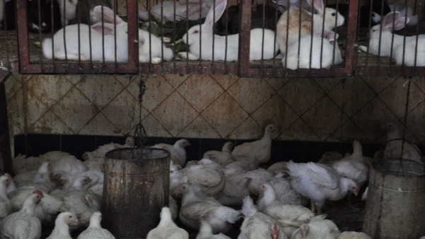 Fra levende kylling til lækker tagine | fyens.dk