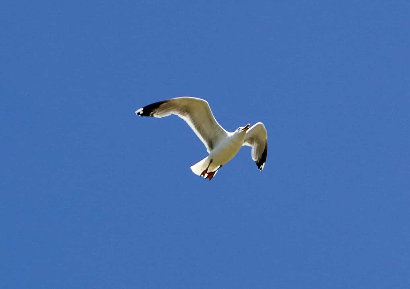 Info til måger: Gule veste på havnen betyder, at man falder ned fra ... Info til måger: Gule veste på havnen betyder, at man falder ned fra ...