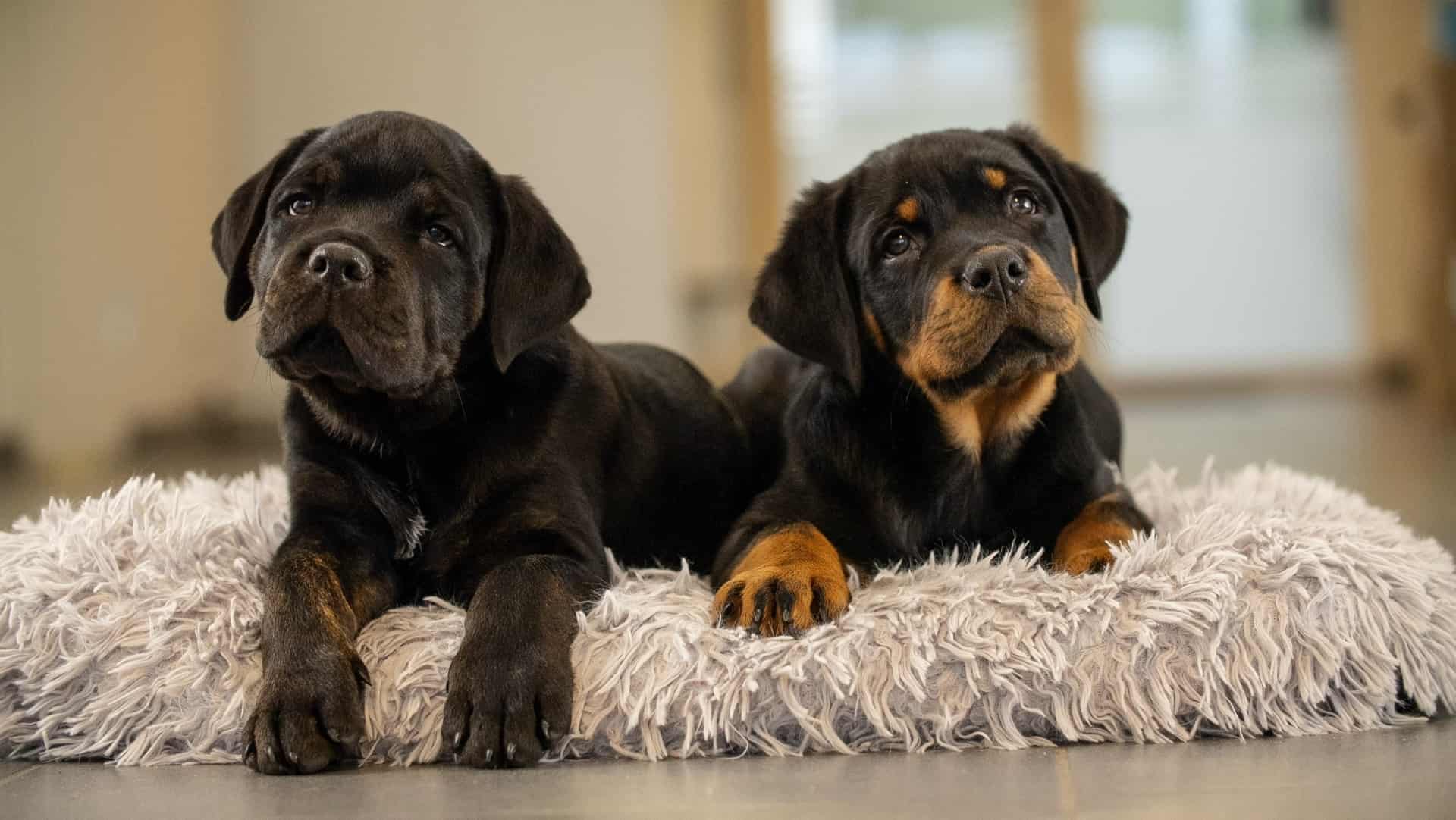 Kort nyt: Hundehvalpe får ordnet overbid, og vejarbejde trækker ud ...