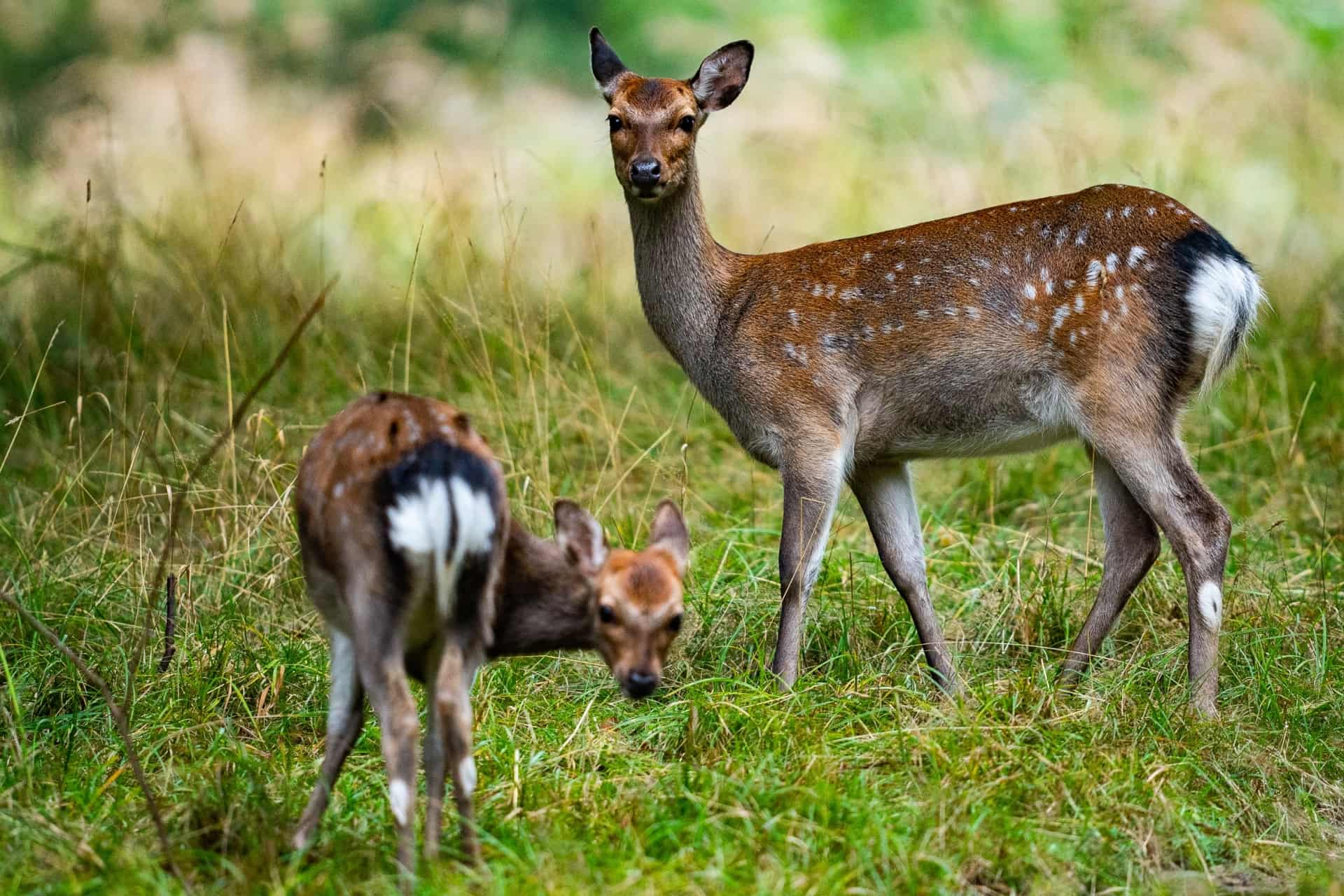 Hjorte fylder vejene i maj, men nu kan bilister få hjælp til at undgå ...